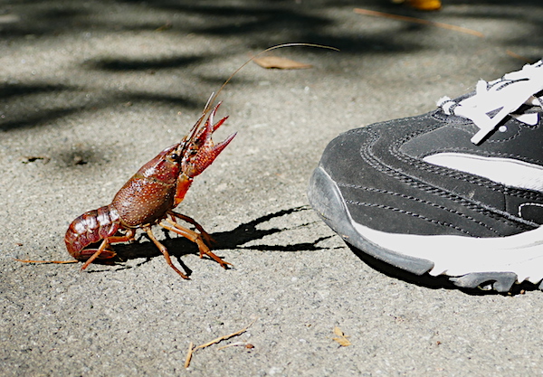 The Bold and the Brash | Nature Watch