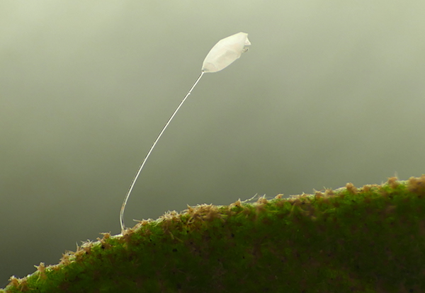 Lacewing | Nature Watch