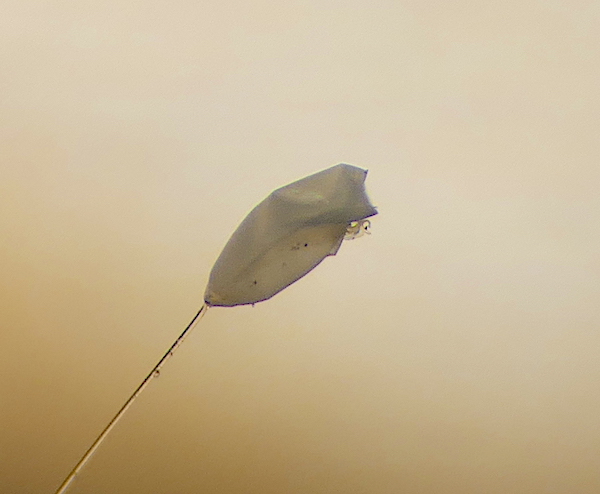 Lacewing | Nature Watch