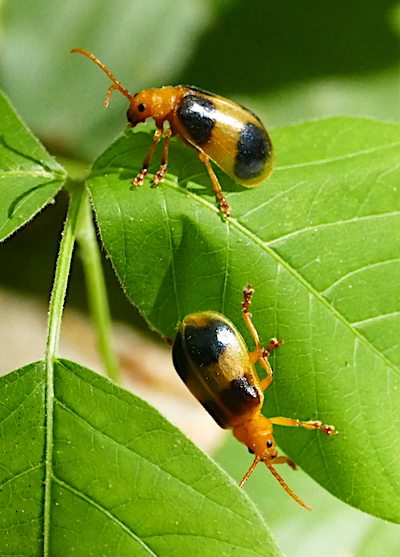 Eating Elm | Nature Watch