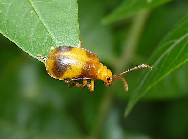 Eating Elm | Nature Watch