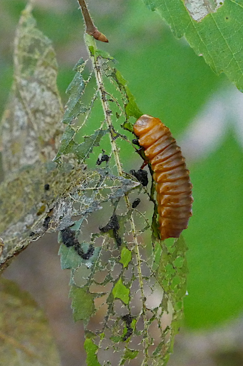 Eating Elm | Nature Watch