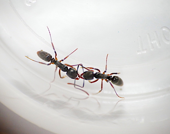 Needle Ant | Nature Watch