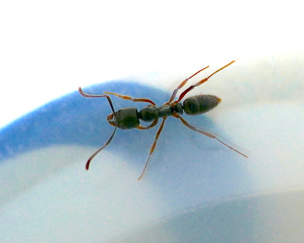Needle Ant | Nature Watch