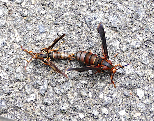 A Pair of Wasps? | Nature Watch