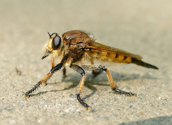 Robber Flies | Nature Watch