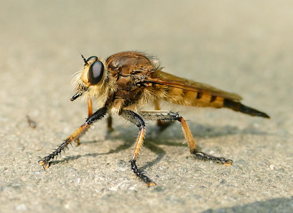 Robber Flies | Nature Watch