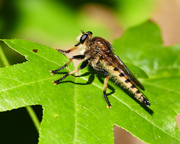 Robber Flies | Nature Watch