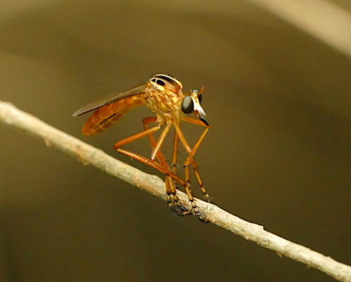 Robber Flies | Nature Watch