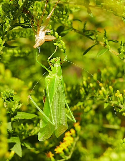 Garden Watch | Nature Watch