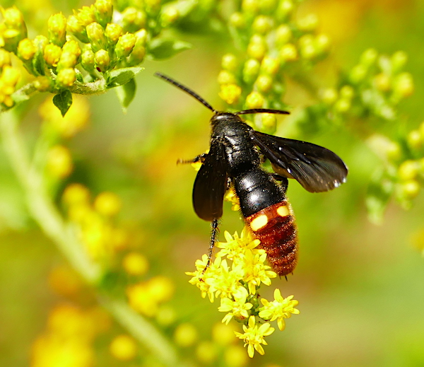 Garden Watch | Nature Watch