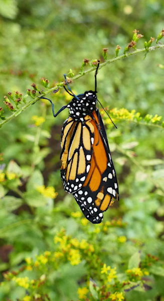 A Spider and a Resting Monarch | Nature Watch