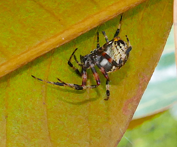 A Spider and a Resting Monarch | Nature Watch