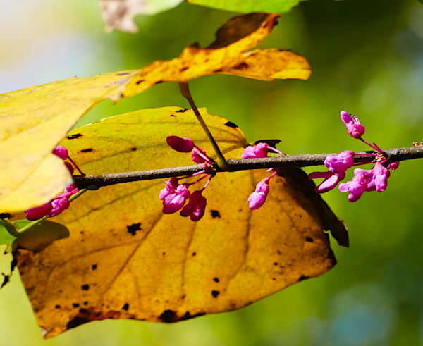 Oddly Red | Nature Watch