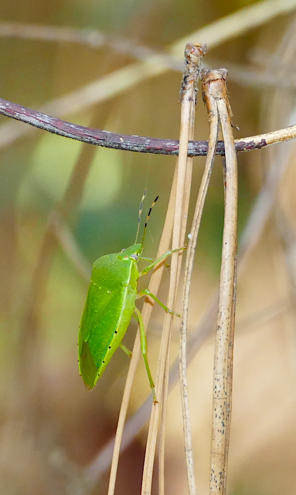 Late Season Insect | Nature Watch