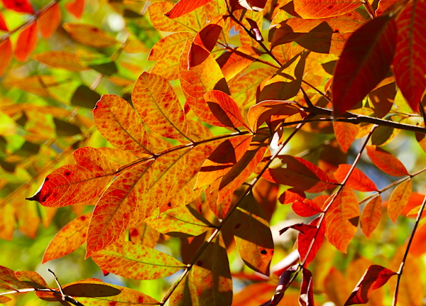 Color Arrives | Nature Watch