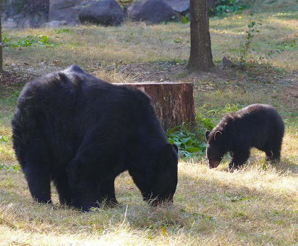 The Little Bear Update | Nature Watch