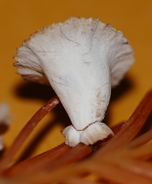 Gall Midges | Nature Watch