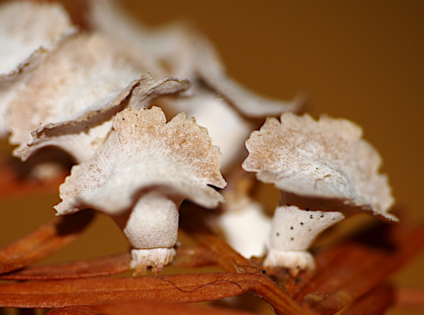 Gall Midges | Nature Watch