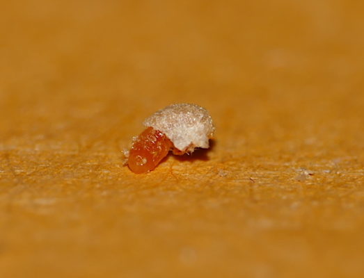 Gall Midges | Nature Watch