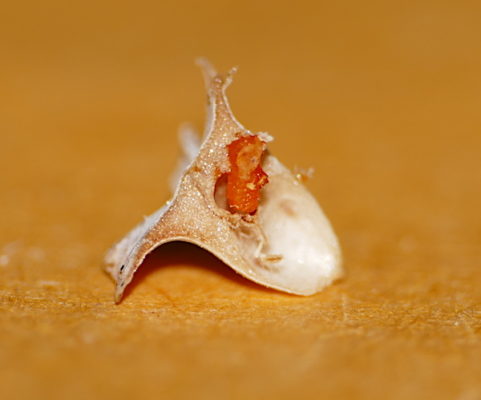 Gall Midges | Nature Watch