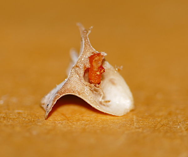 Gall Midges | Nature Watch