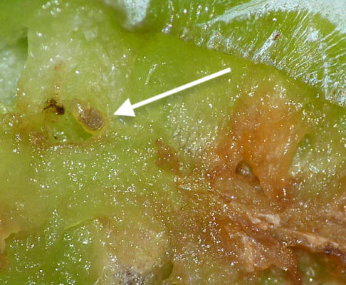 Gall Midges | Nature Watch