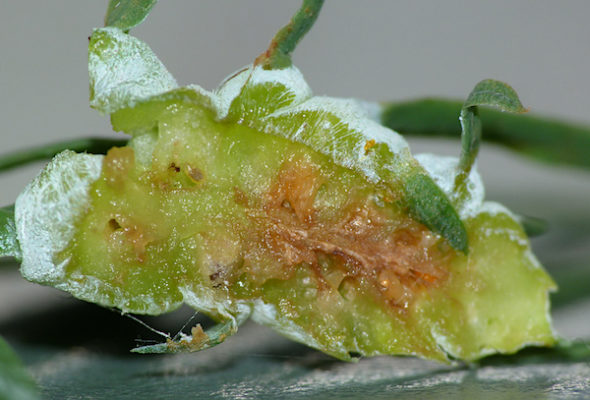 Gall Midges | Nature Watch