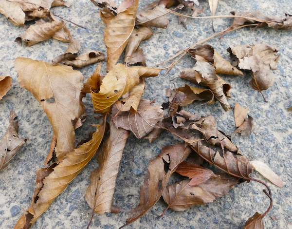 It’s Crunch Time! | Nature Watch
