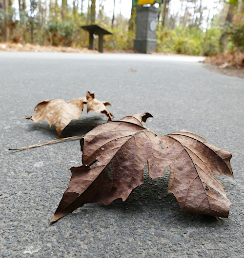 It’s Crunch Time! | Nature Watch