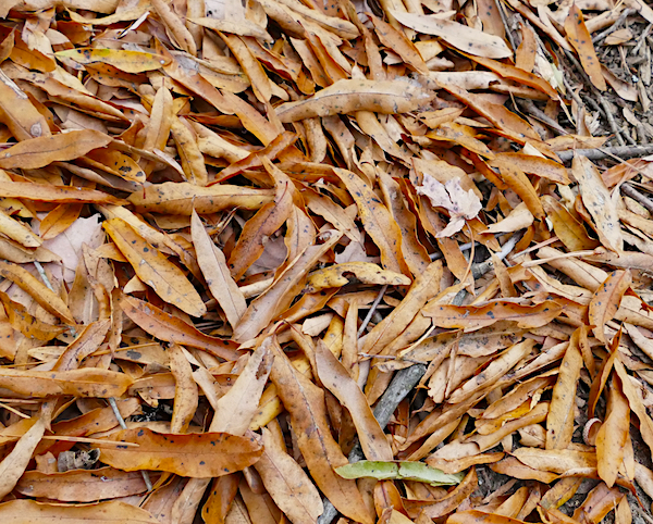 It’s Crunch Time! | Nature Watch