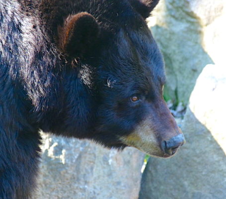 It’s all About the Snout | Nature Watch