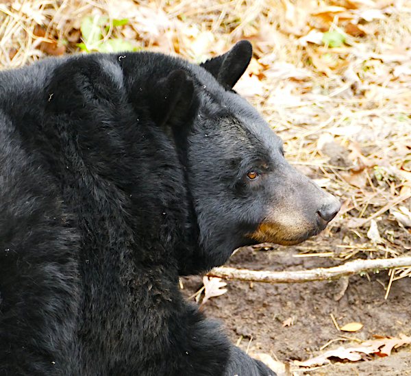 It’s all About the Snout | Nature Watch