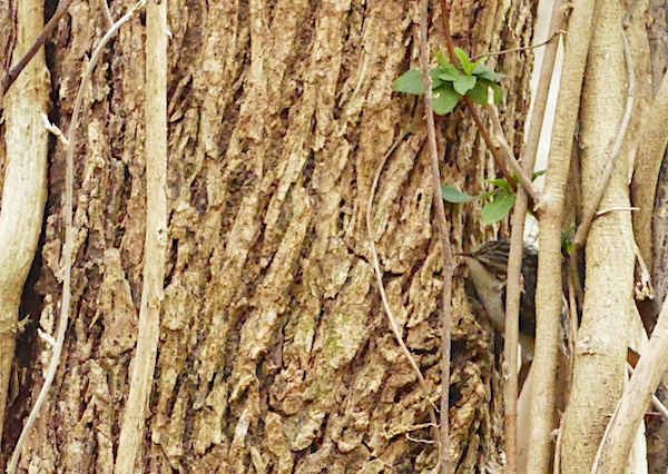 Creepers | Nature Watch