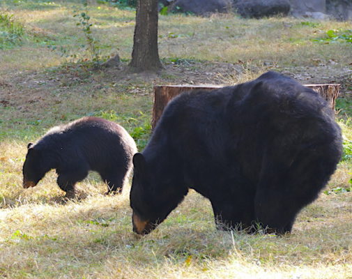 It’s all About the Snout | Nature Watch