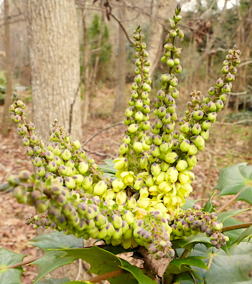 Mahonia | Nature Watch