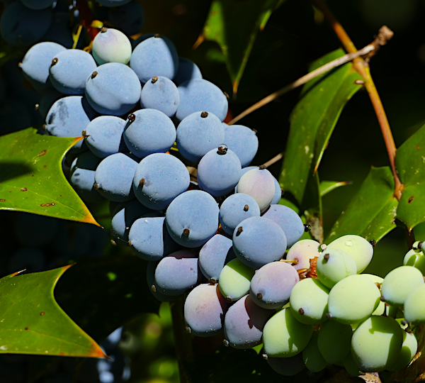 Mahonia | Nature Watch