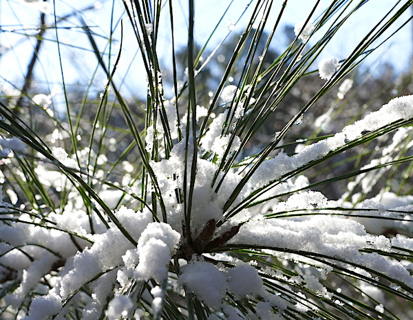 Snow | Nature Watch