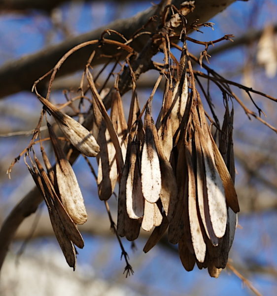 A Few Things To Look For | Nature Watch