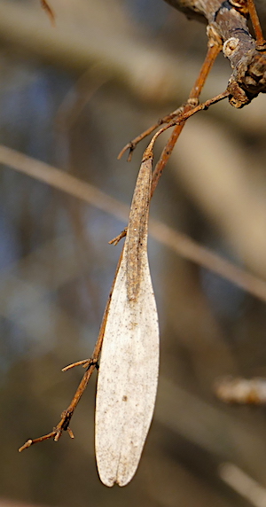 A Few Things To Look For | Nature Watch