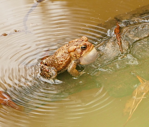 Calling American Toads | Nature Watch