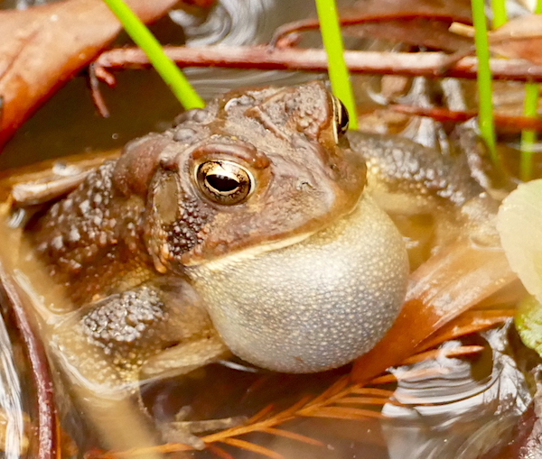 Calling American Toads | Nature Watch