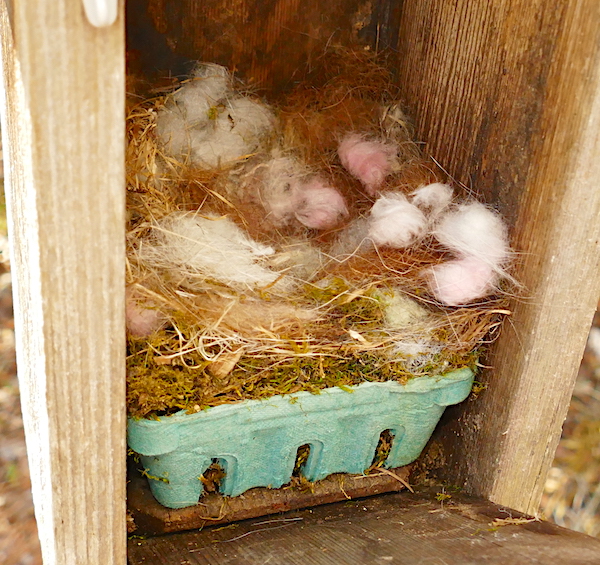 Nest Box Update 3.22.22 | Nature Watch