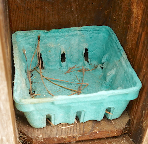 Nest Box Update 3.8.22 | Nature Watch