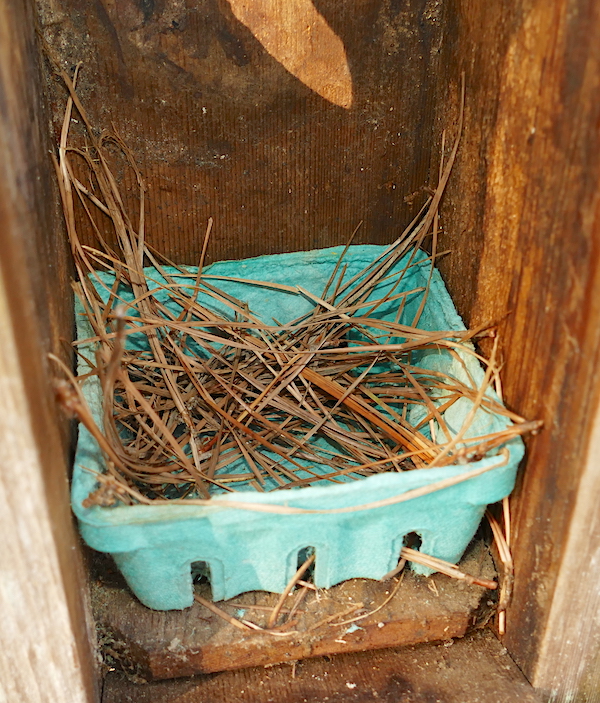Nest Box Update 3.22.22 | Nature Watch