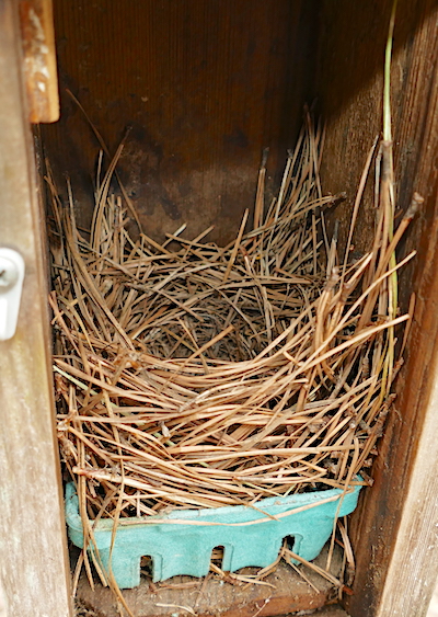 Nest Box Update 3.29.22 | Nature Watch