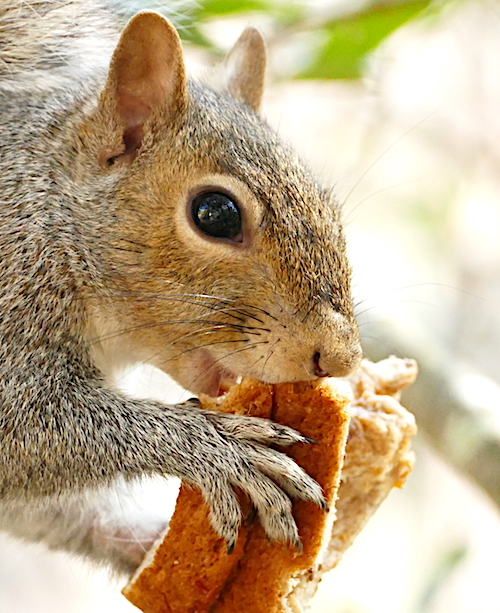 More Squirrel “Food” | Nature Watch
