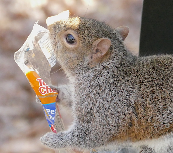 More Squirrel “Food” | Nature Watch