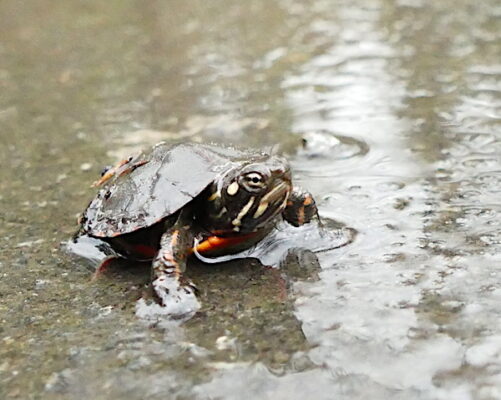 It’s Tiny Turtle Time | Nature Watch