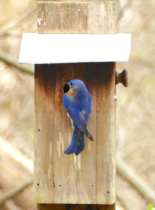 Nest Box Update 3.29.22 | Nature Watch